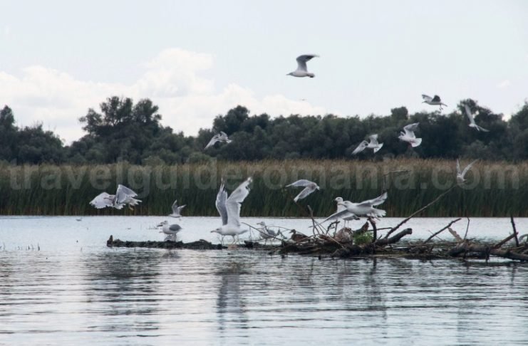 Danube Delta - with the kayak in a unique european habitat - Travel ...