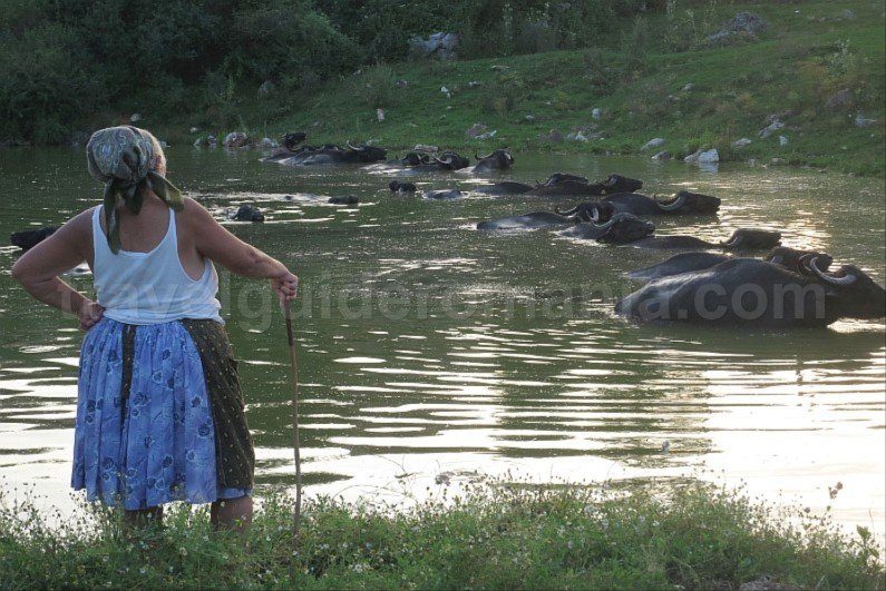 The Vaşcău Karst Plateau– The Apuseni Mountains bivoli tau - Travel ...